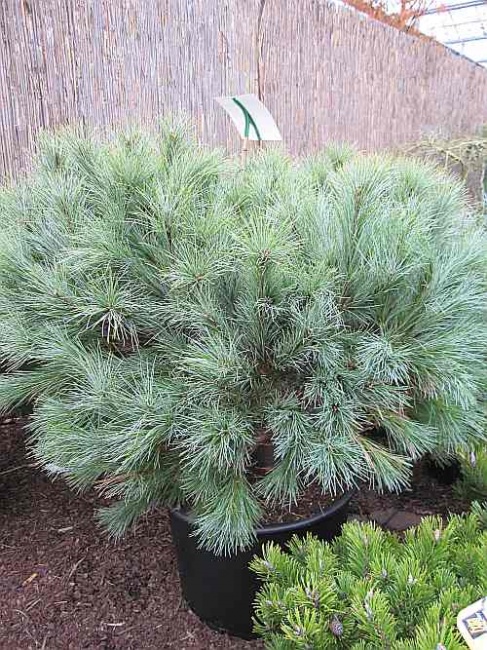 Pinus strobus Blue Shag - Weymouths-Kiefer - 30-40 - Baumschule ...