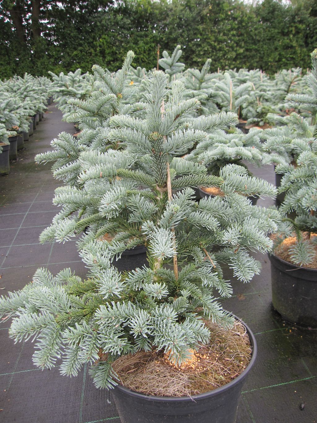 Abies procera Obrighofen - Zwerg-Blautanne - Baumschule Pflanzenvielfalt