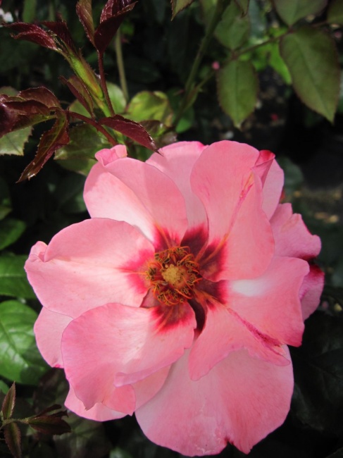 Englische Rose Alissar Princess of Phoenicia ® - Englische Rose ...