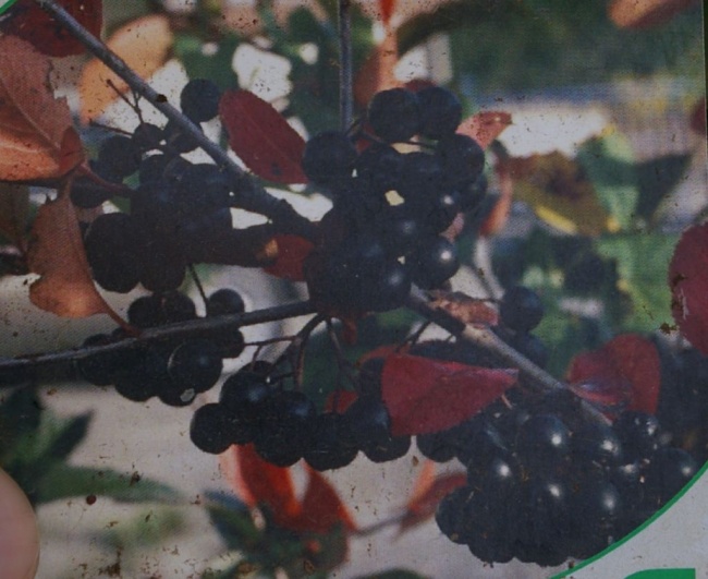 Cotoneaster acutifolius - Peking-Mispel - Spitzblaettrige Strauchmispel ...