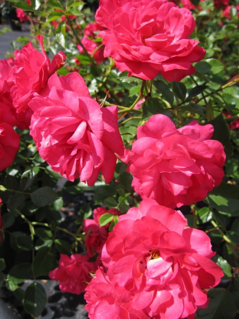 Bodendeckerrose Rody® - Rosa Rody® - himbeerrot - Tantau-Rose - sehr ...