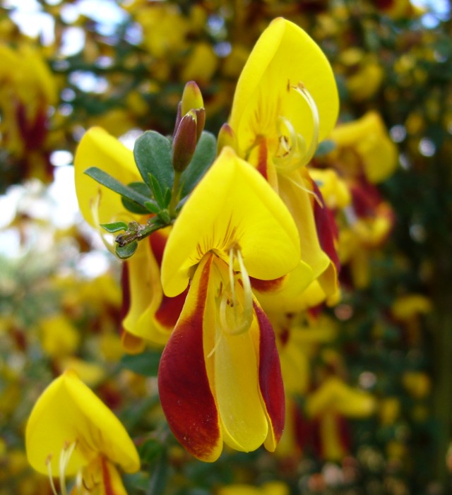 Cytisus scoparius "Dragonfly" Gelbroter Ginster - Baumschule ...