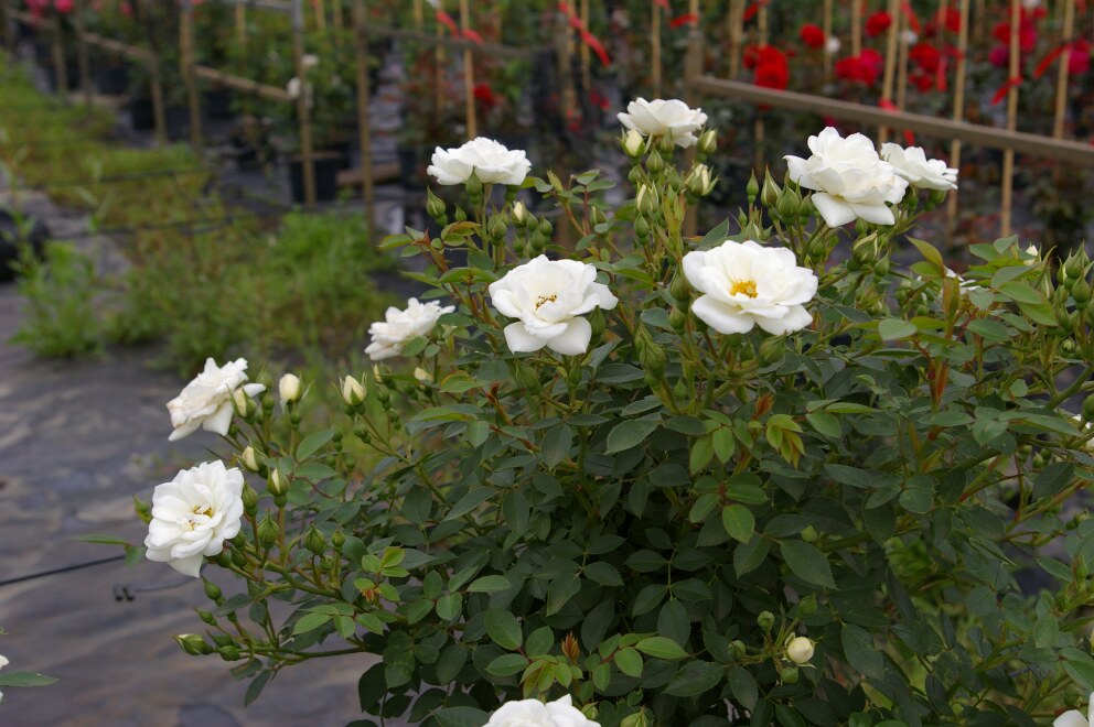 Hochstammrose Rosa Kent® Stammrose reinweiß gelbe Mitte Duft- 90cm ...