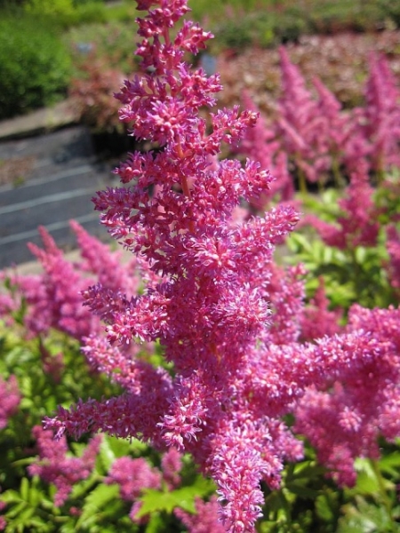 Astilba japonica Mainz - Beet-Prachtspiere - - Pflanzen online kaufen