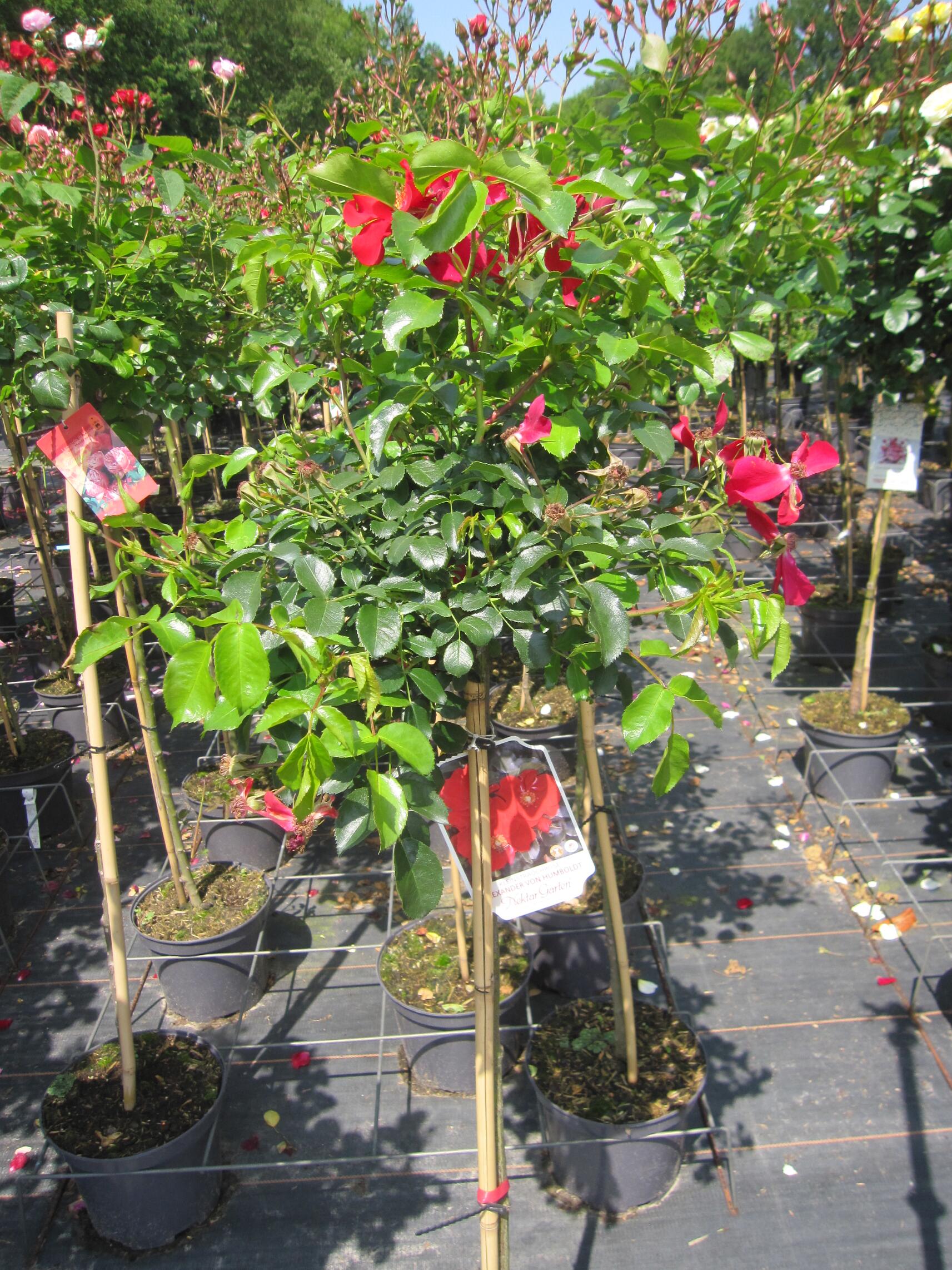 Hochstammrose Alexander von Humboldt ® - Rosa Alexander von Humboldt ® - Baumschule Pflanzenvielfalt