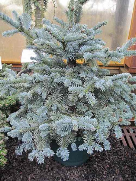 Abies procera Obrighofen - Zwerg-Blautanne - Baumschule Pflanzenvielfalt