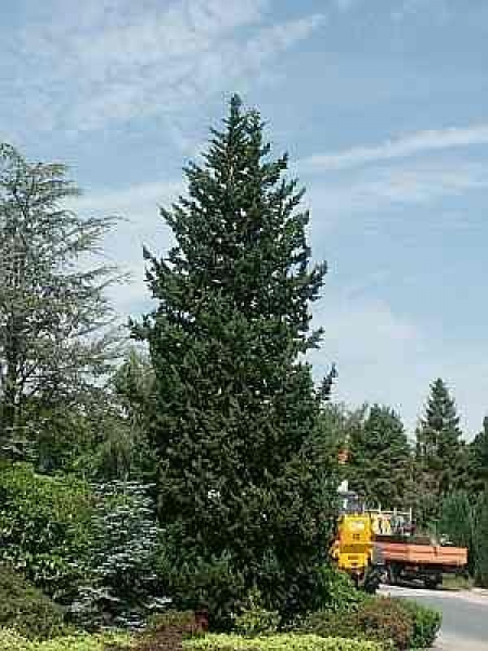 Chamaecyparis lawsoniana Wisselii - Scheinzypresse Wisselii - Baumschule Pflanzenvielfalt